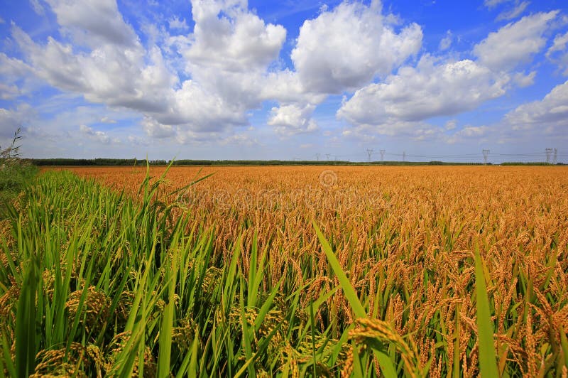 The autumn rice fields stock photo. Image of autumn - 226404632