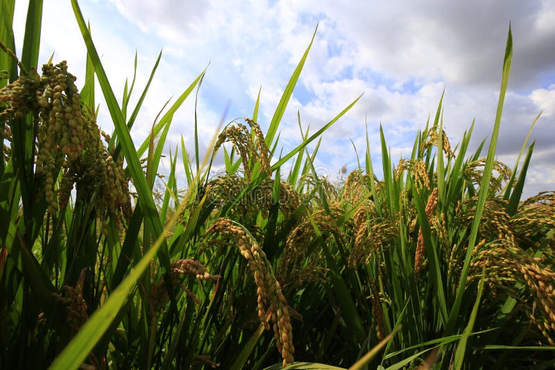 The autumn rice fields stock photo. Image of natural - 226404798
