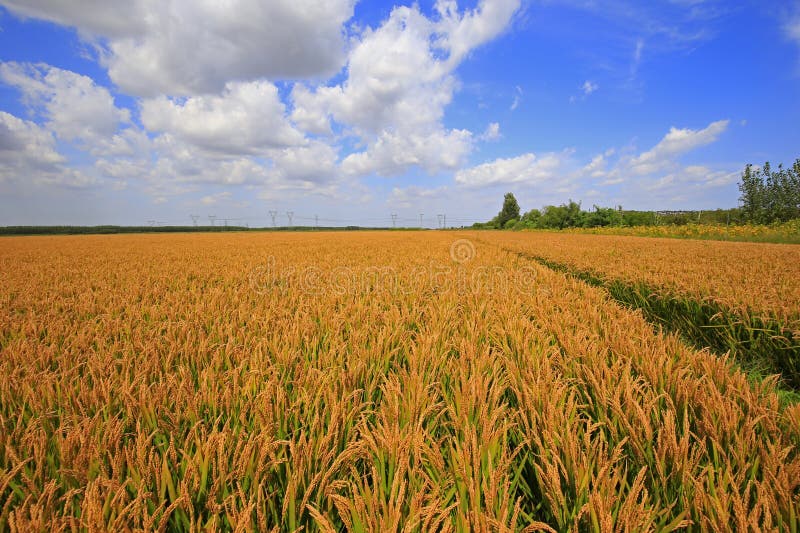 The autumn rice fields stock photo. Image of straw, farm - 226404850