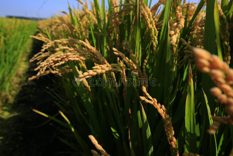 The autumn rice fields stock image. Image of scarecrow - 255997563