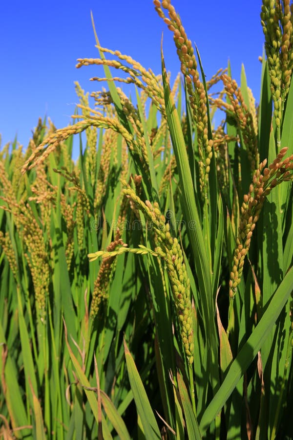 The autumn rice fields stock image. Image of harvest - 261558765