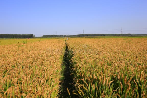 The autumn rice fields stock photo. Image of harvest - 261558796