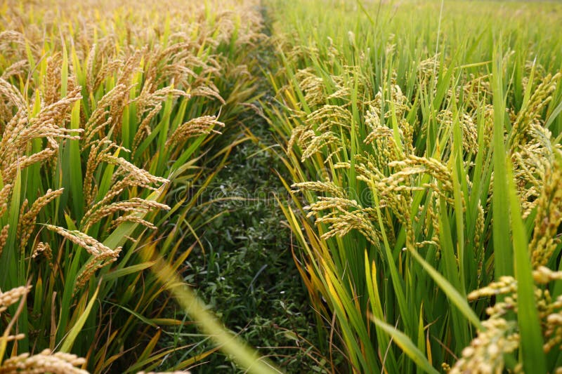 The autumn rice fields stock image. Image of outside - 286218821
