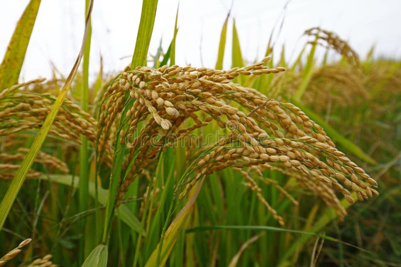 The autumn rice fields stock image. Image of landscape - 286218841
