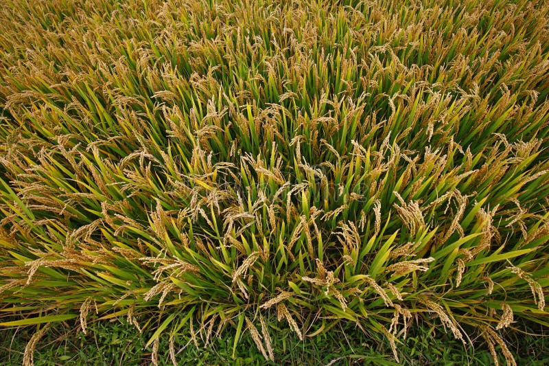 The autumn rice fields stock photo. Image of botany - 286218870