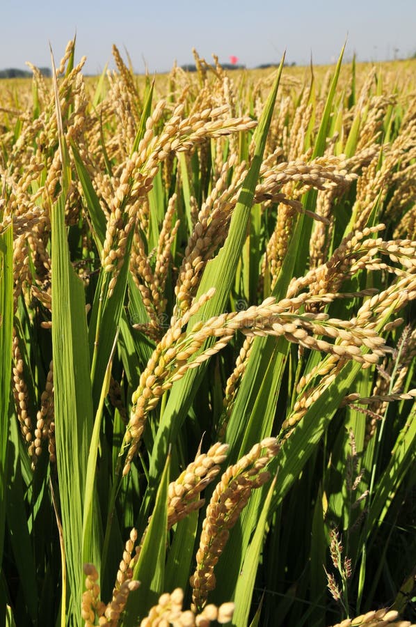 The autumn rice fields stock image. Image of botany - 297504627