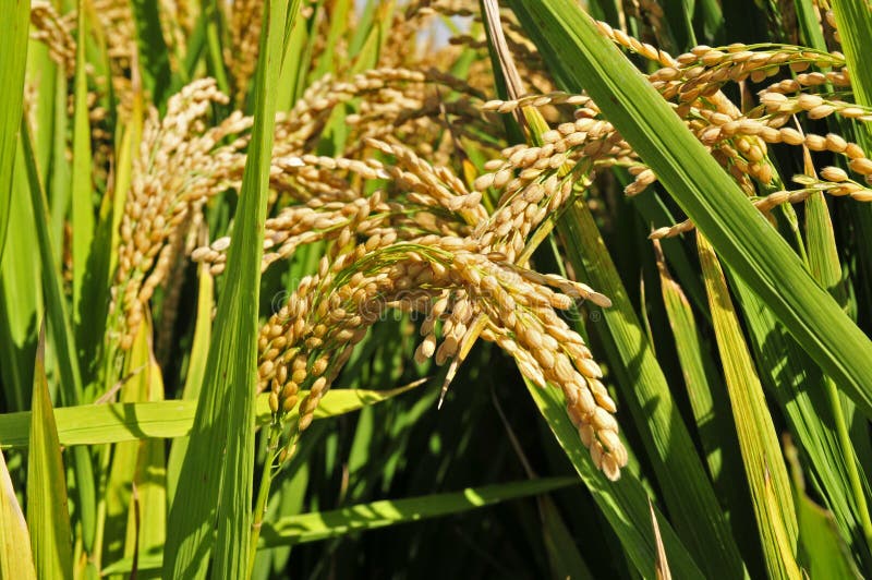 The autumn rice fields stock image. Image of outside - 297504641
