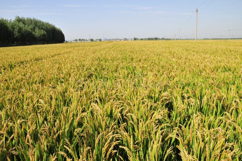 The autumn rice fields stock image. Image of agriculture - 297504657