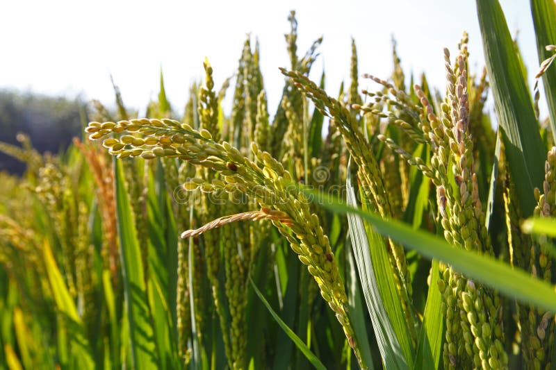 The autumn rice fields stock photo. Image of spike, color - 297509534