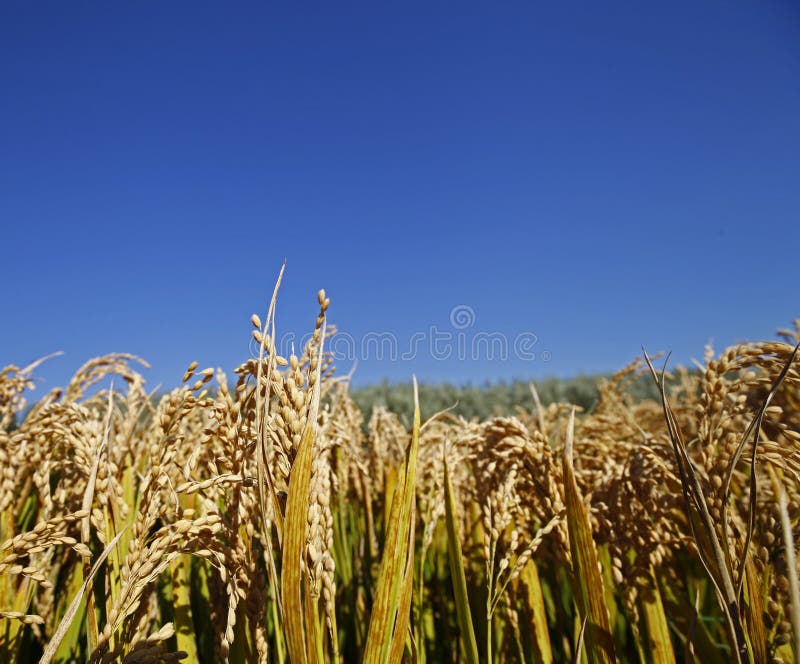 The autumn rice fields stock photo. Image of plants - 297509794