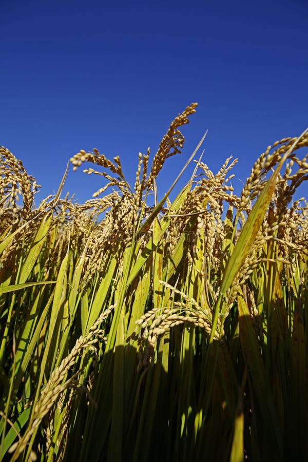 The autumn rice fields stock photo. Image of crop, outdoor - 297509822