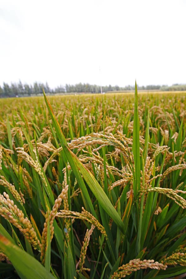The autumn rice fields stock photo. Image of mature - 309816660