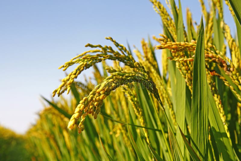 The autumn rice fields stock image. Image of branches - 318812531