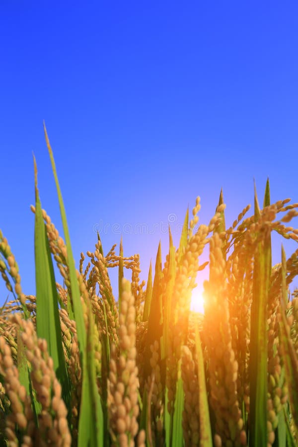 The autumn rice fields stock photo. Image of china, botany - 319190604