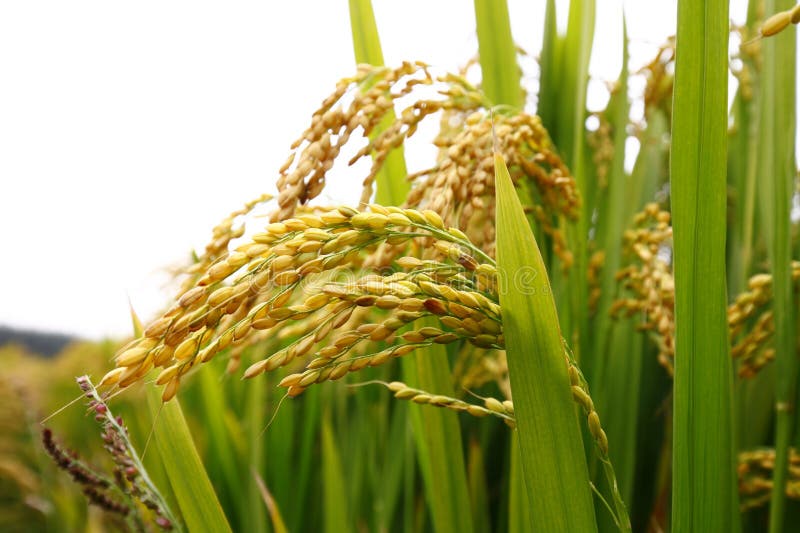 The autumn rice fields stock photo. Image of outside - 327901372