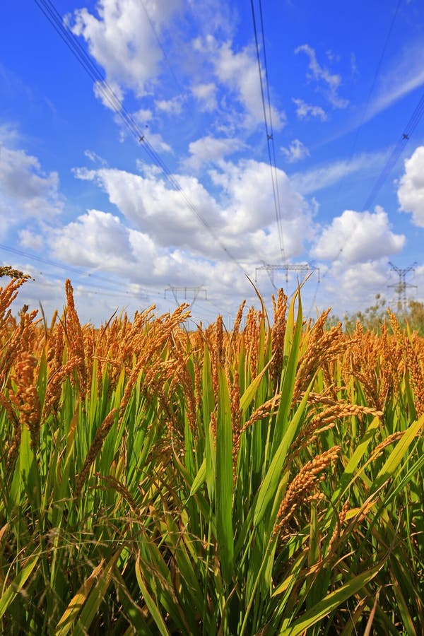 The autumn rice fields stock photo. Image of handmade - 347091718