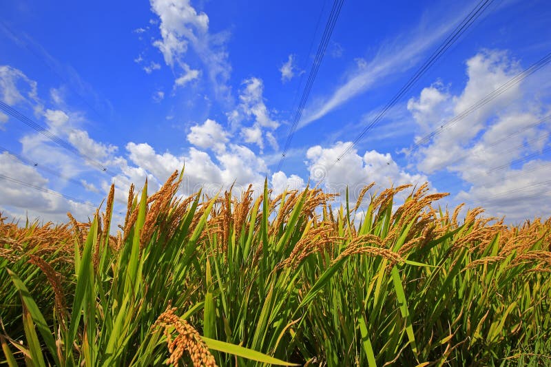 The autumn rice fields stock illustration. Illustration of botany ...