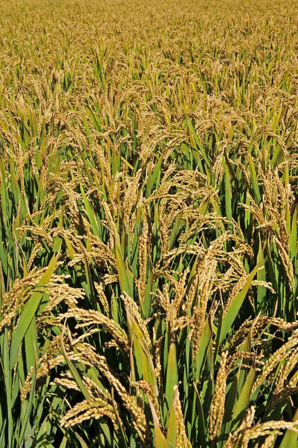 The autumn rice fields stock image. Image of bright - 350851999