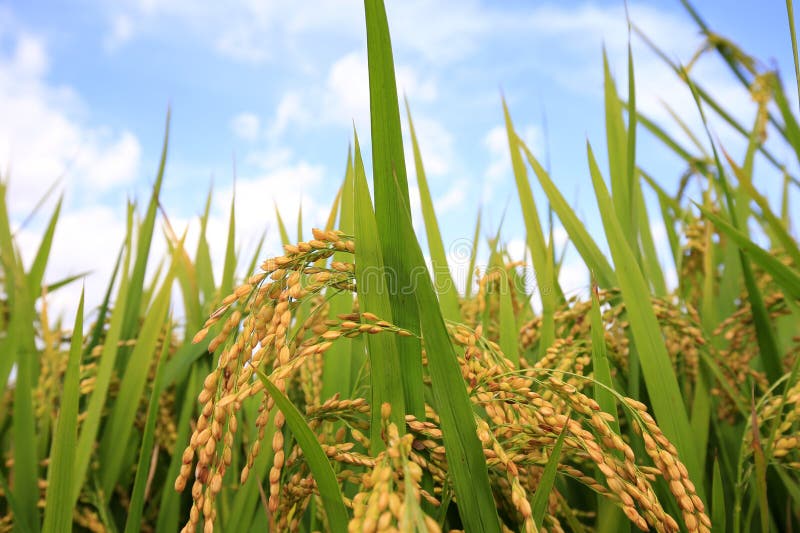 The autumn rice fields stock illustration. Illustration of asia - 353474812