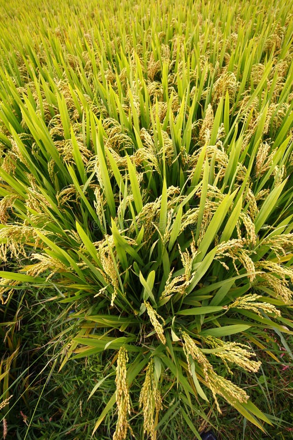 The autumn rice fields stock photo. Image of countryside - 364340970
