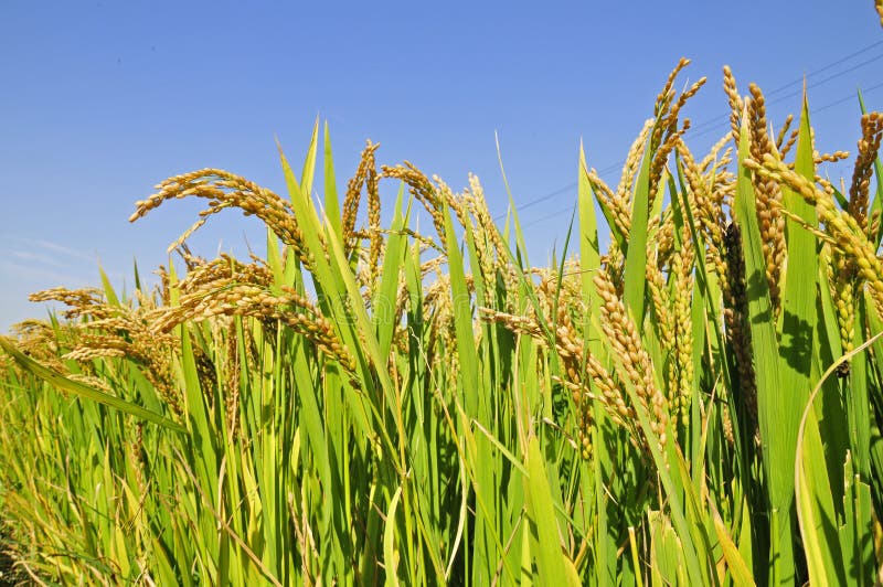 The autumn rice fields stock illustration. Illustration of botany ...