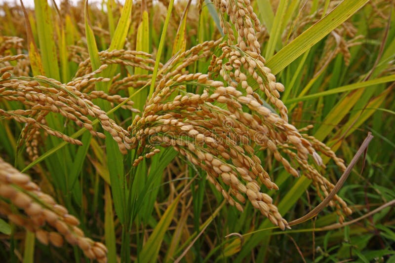 The autumn rice fields stock photo. Image of botany - 375115402