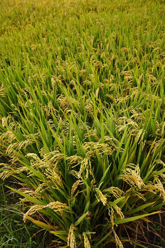The autumn rice fields stock image. Image of autumn - 375115609