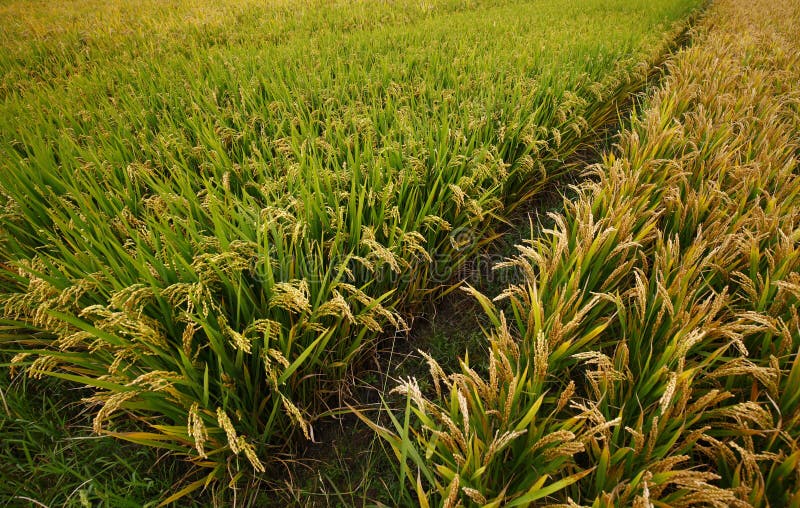 The autumn rice fields stock image. Image of farm, rice - 375115679