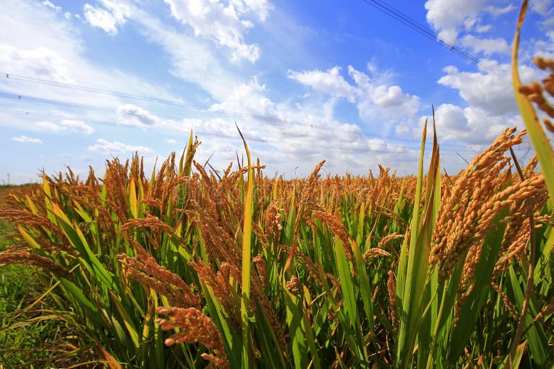 The autumn rice fields stock illustration. Illustration of outdoor ...