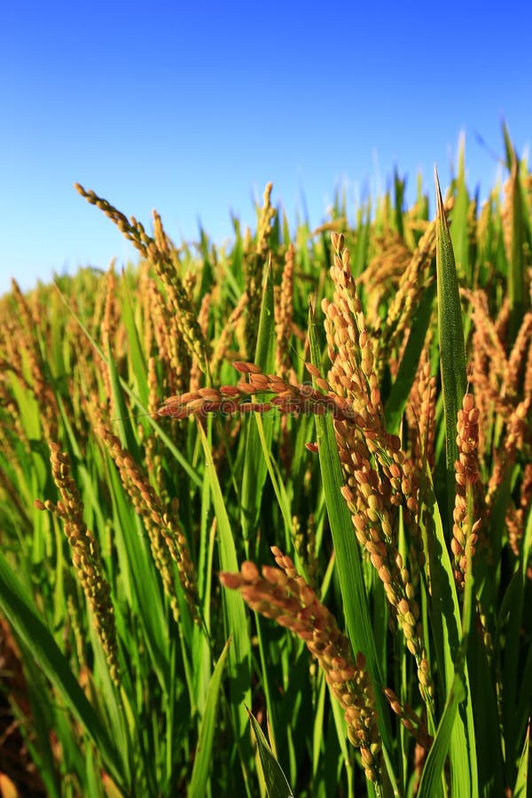 The autumn rice fields stock photo. Image of scarecrow - 238987462