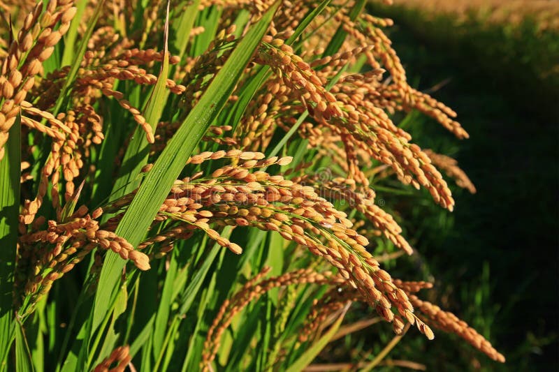 The autumn rice fields stock image. Image of fields - 238987505