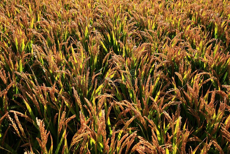 The autumn rice fields stock image. Image of china, branches - 239058791