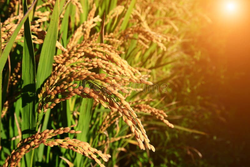 The autumn rice fields stock photo. Image of branches - 239058804