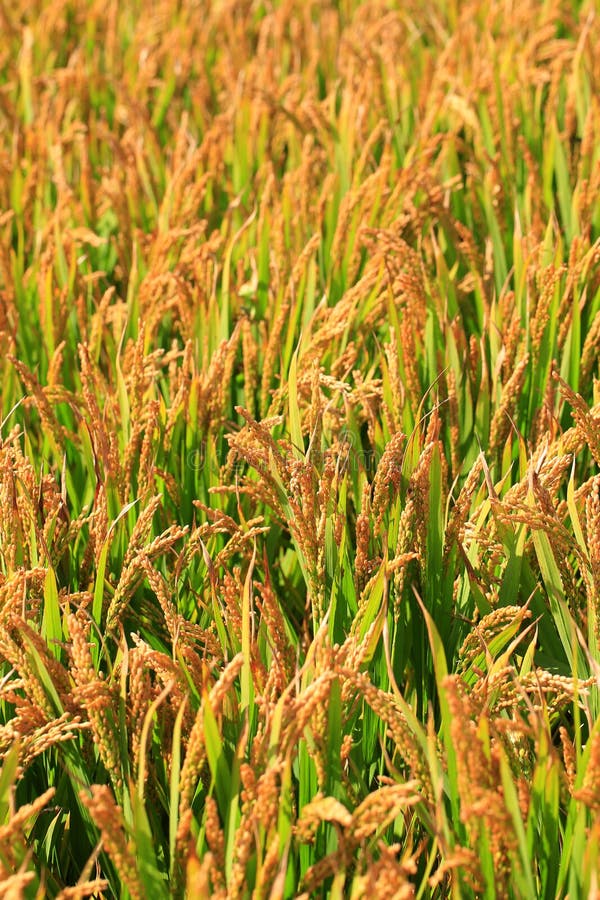 The autumn rice fields stock photo. Image of leaves - 248957114