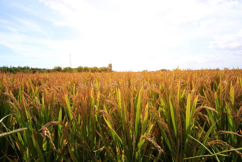 Autumn rice field stock photo. Image of landscape, farm - 11169592