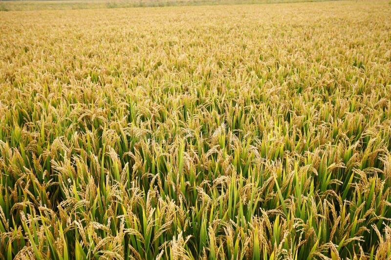 The autumn rice fields stock image. Image of china, farm - 349273385