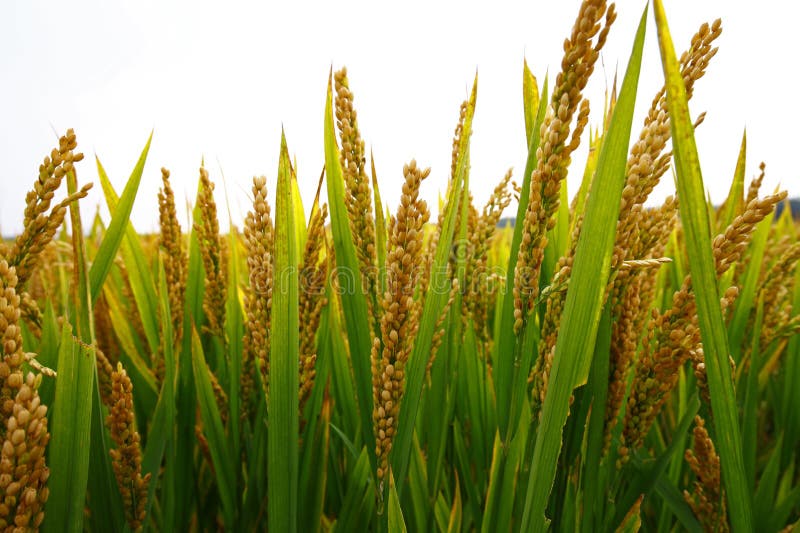The autumn rice fields stock photo. Image of color, landscape - 349273416