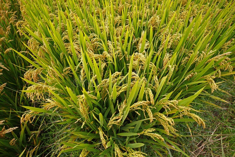 The autumn rice fields stock image. Image of scarecrow - 349273481
