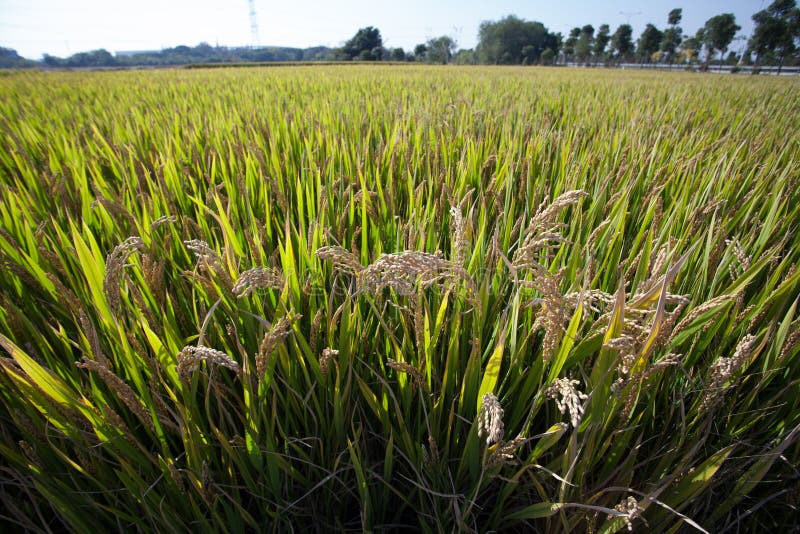 Autumn rice stock image. Image of shine, asia, leaves - 52367401