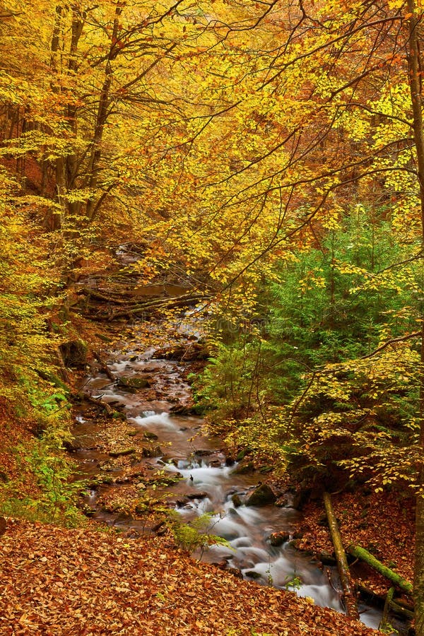 Autumn River Creek in Forest Park Stock Image - Image of park ...