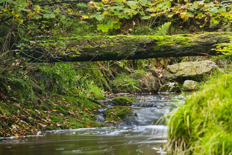 Autumn River and Fallen Tree Stock Image - Image of ardennen, focus ...