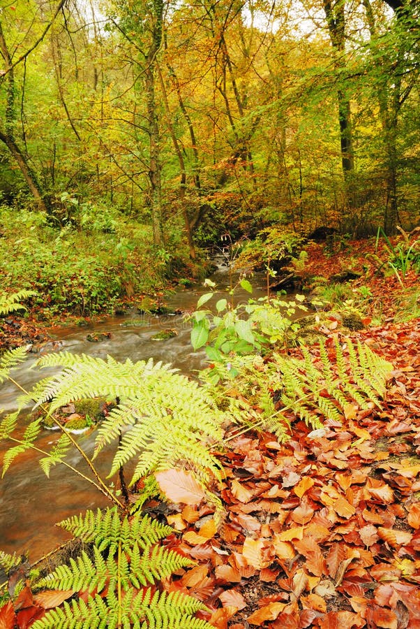 Autumn river scene stock photo. Image of stream, ferns - 11430690