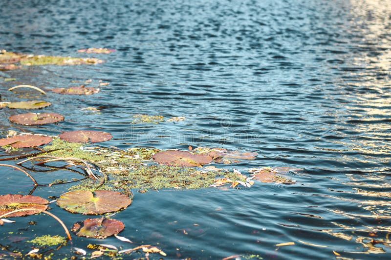 Autumn River Surface Texture with Algae and Fallen Leaves. Stock Image ...
