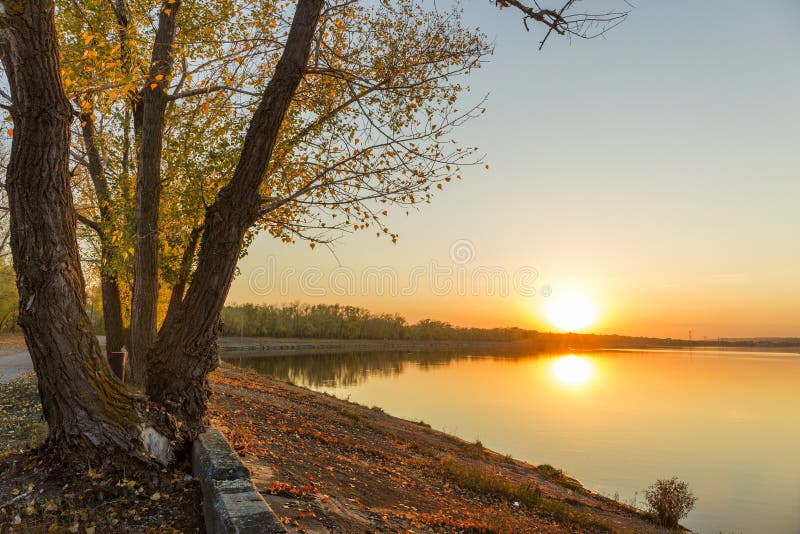 Bow River Tree-line stock photo. Image of nature, line - 44497670