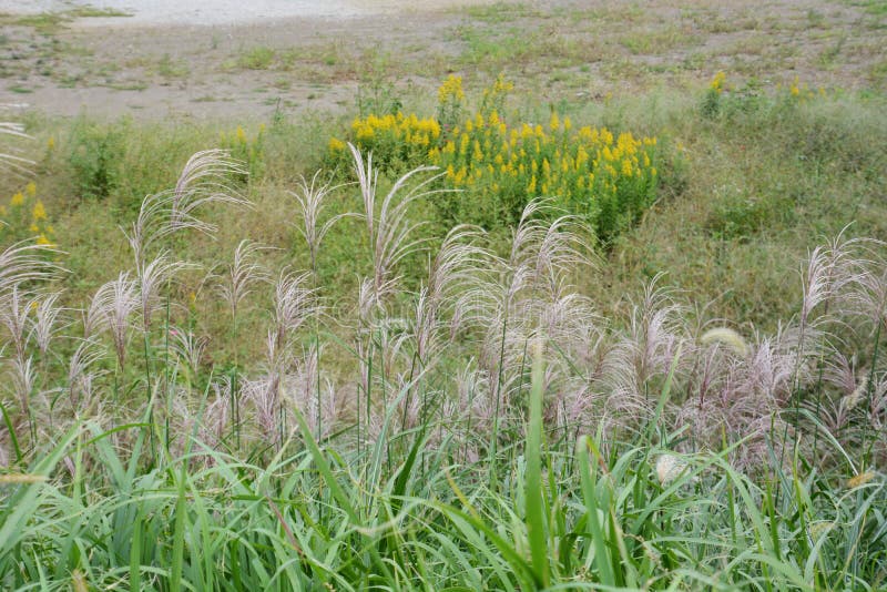 Japanese pampas grass stock image. Image of beautiful - 129474653