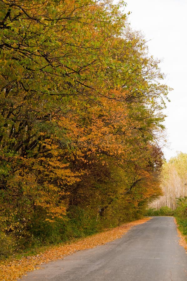 Autumn road stock photo. Image of road, autumn, landscape - 11784322