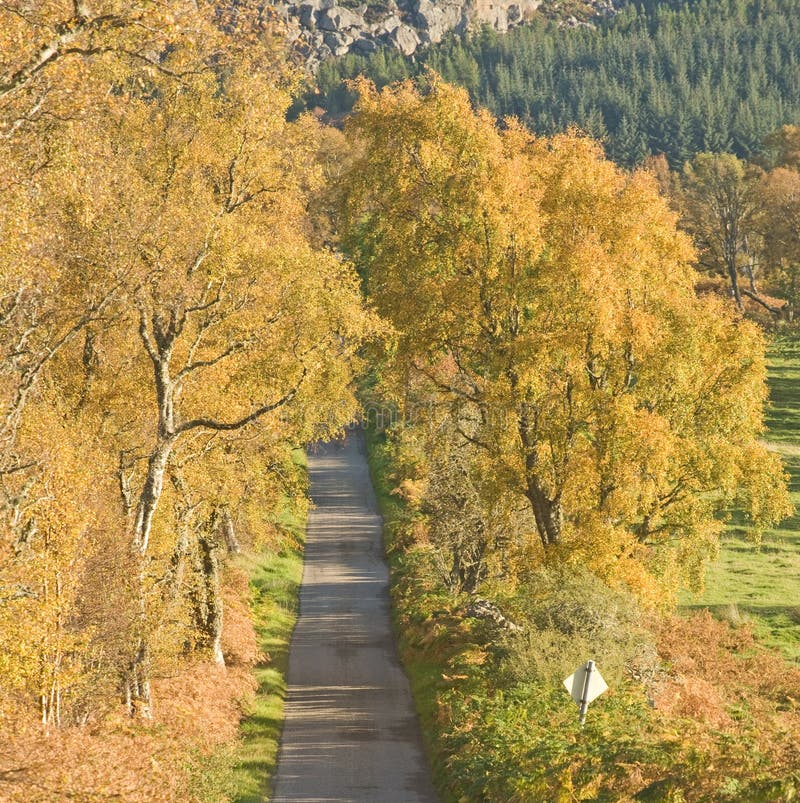 Autumn road ? stock photo. Image of narrow, fields, colorful - 16533326
