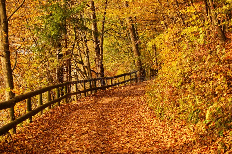 Autumn road. stock photo. Image of grow, cherry, branch - 16723128