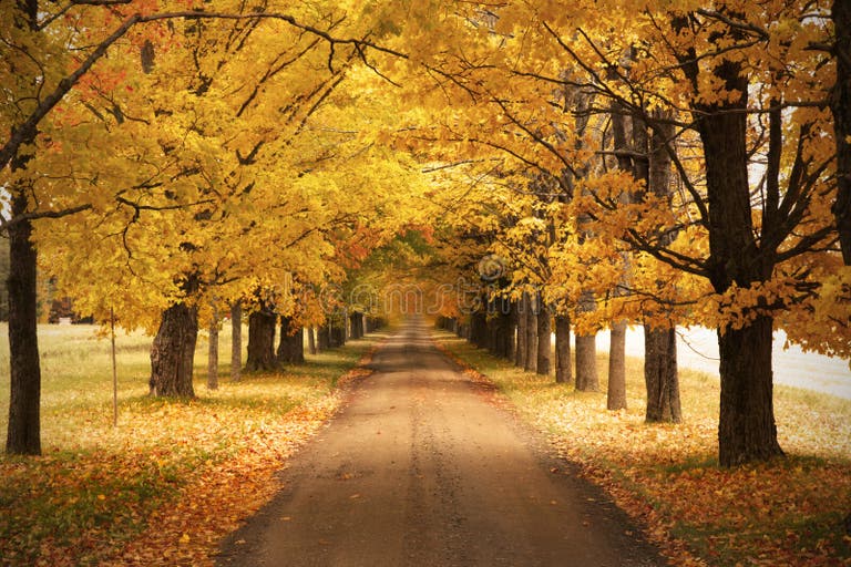 Autumn road stock image. Image of fall, lane, fallen - 19117657