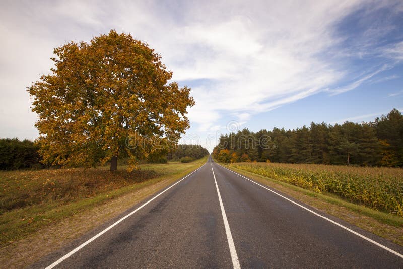 The autumn road stock photo. Image of lush, nature, grass - 28343852